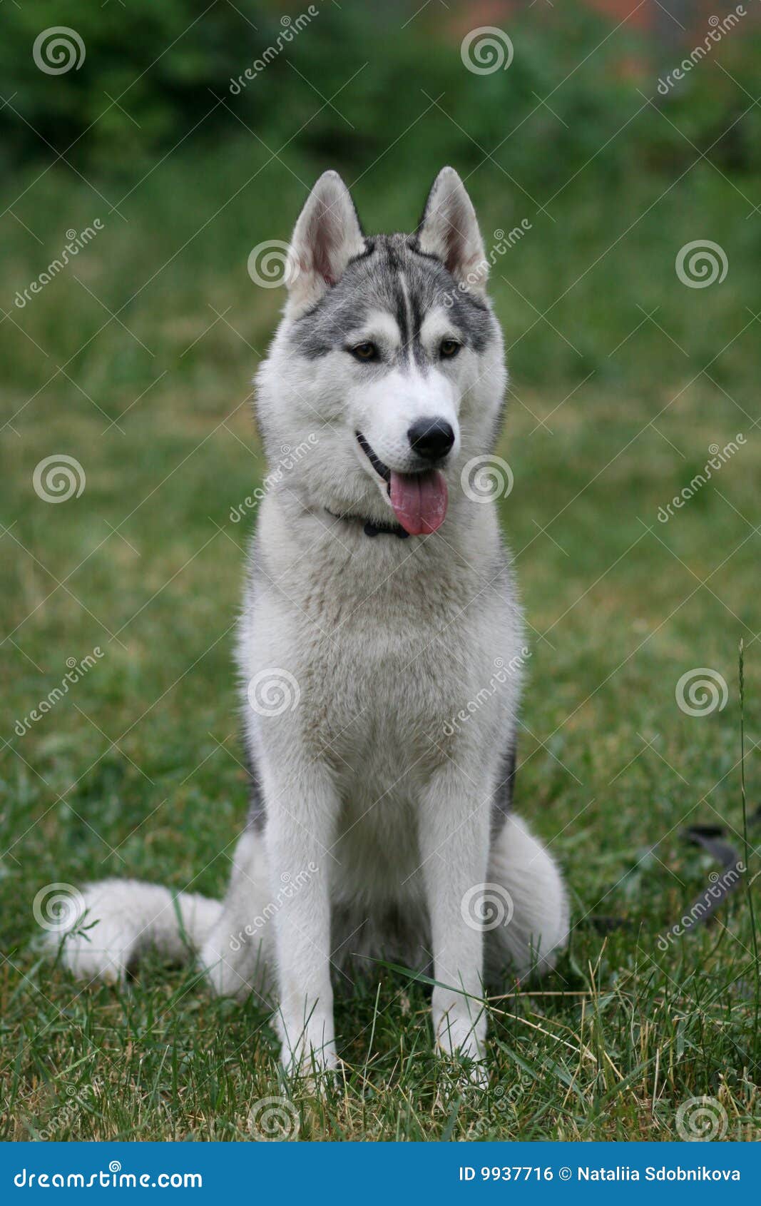 Dog stock photo. Image of husky, look, hair, cute, doggy - 9937716