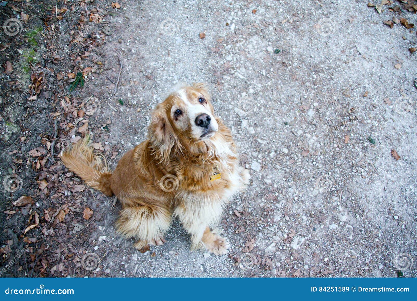 Dog from above stock image. Image of nature, forest, path - 84251589