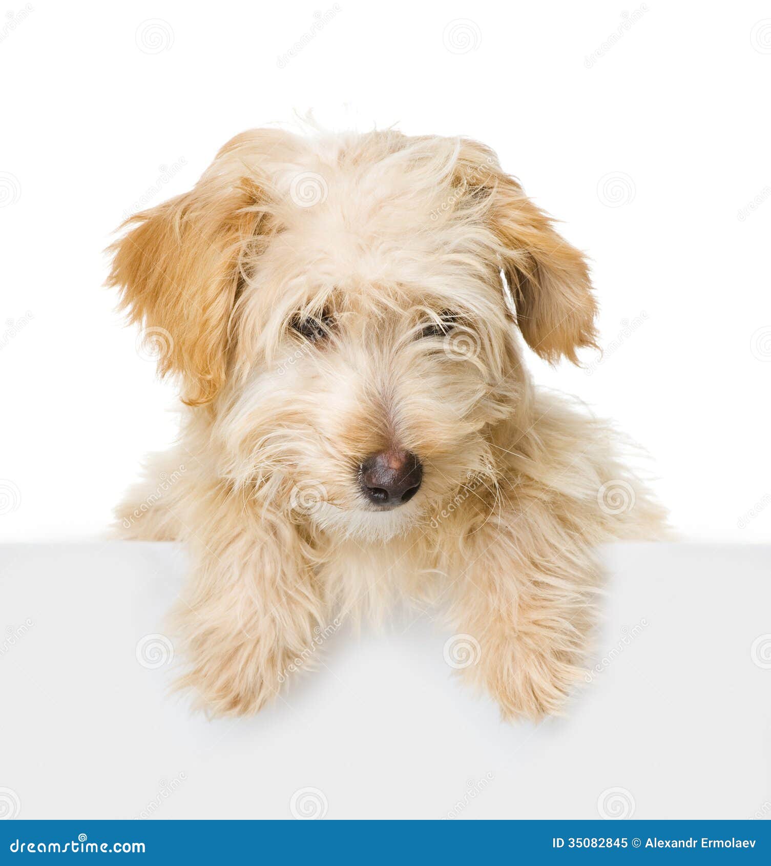 Dog Above White Banner Looking at Camera. Stock Image - Image of look ...