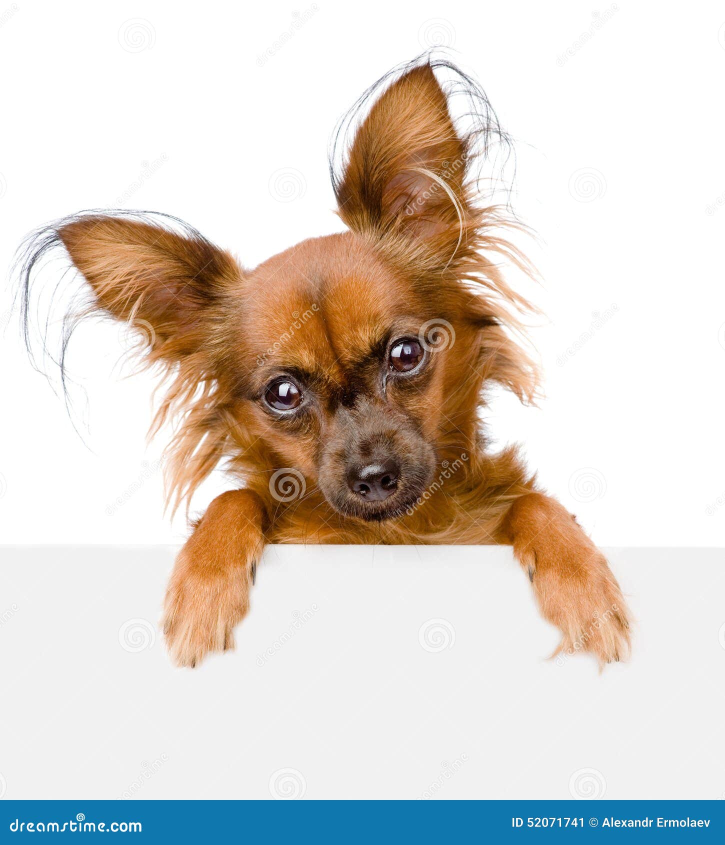 Dog Above White Banner Looking at Camera. Isolated Stock Image - Image ...