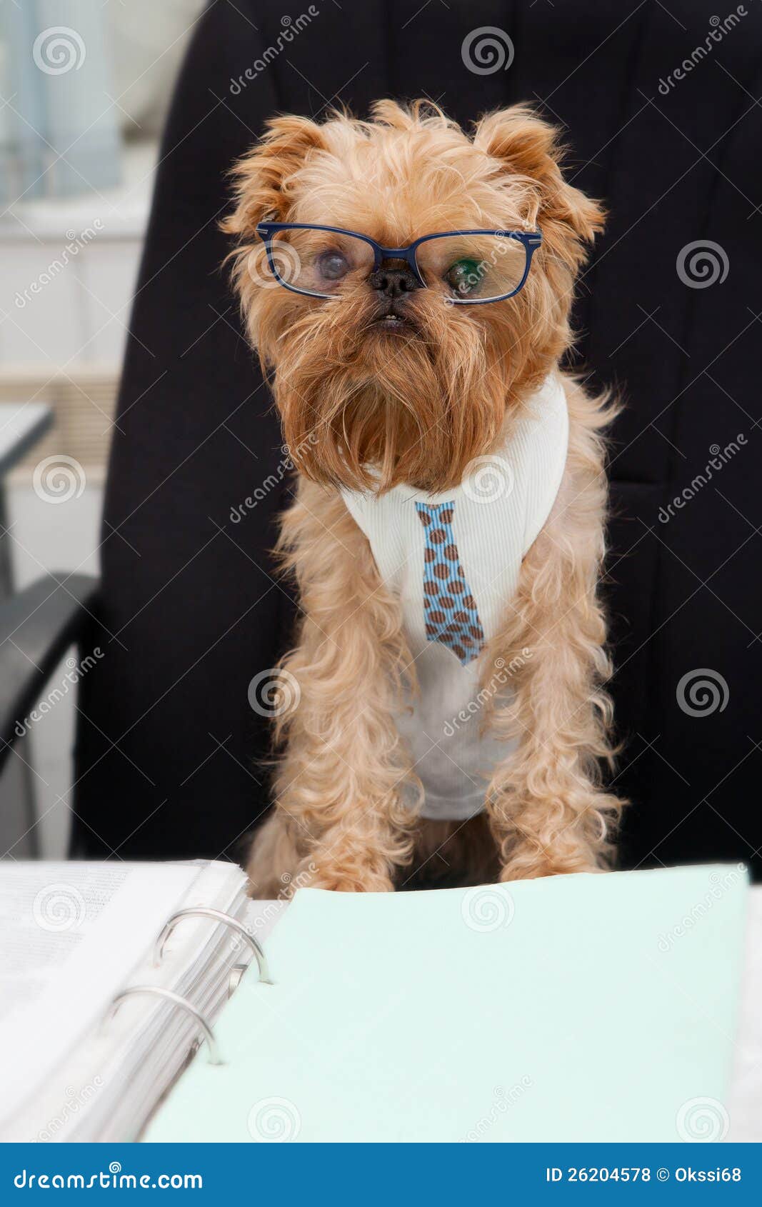 Dog accountant stock photo. Image of business, statements - 26204578