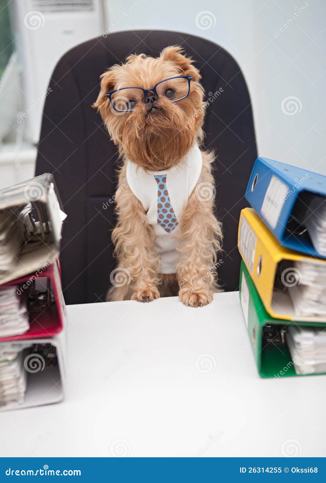 Dog accountant stock image. Image of working, folder - 26314255