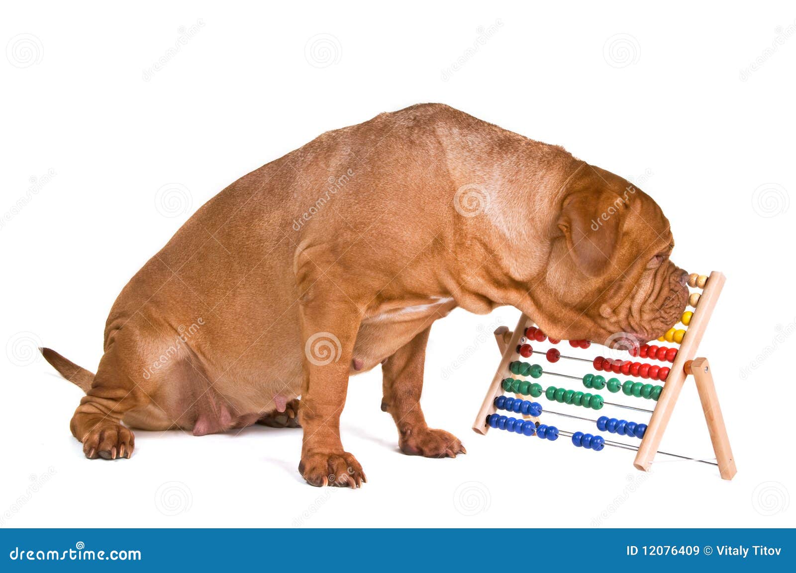 Dog Accounting stock image. Image of pupil, school, calculations - 12076409