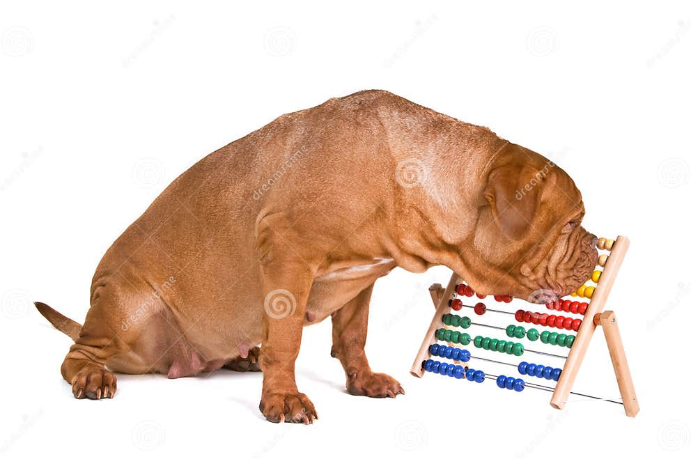 Dog Accounting stock image. Image of pupil, school, calculations - 12076409