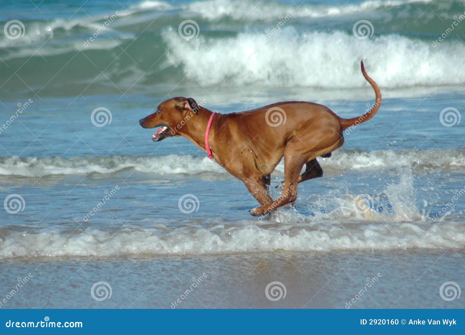 Dog in action stock photo. Image of healthy, brown, doggy - 2920160