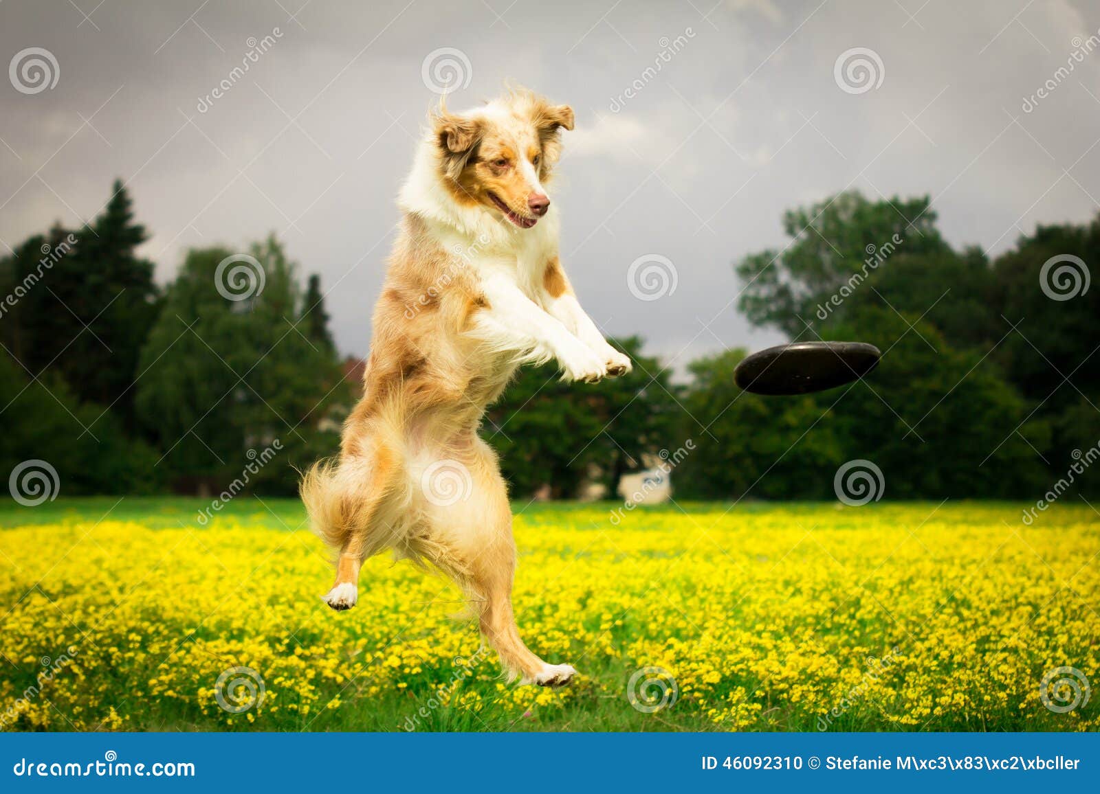 Jumping Dog stock photo. Image of breed, freedom, friend - 46092310