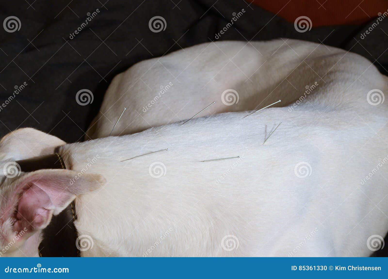 Dog Acupuncture stock photo. Image of needles, joint - 85361330