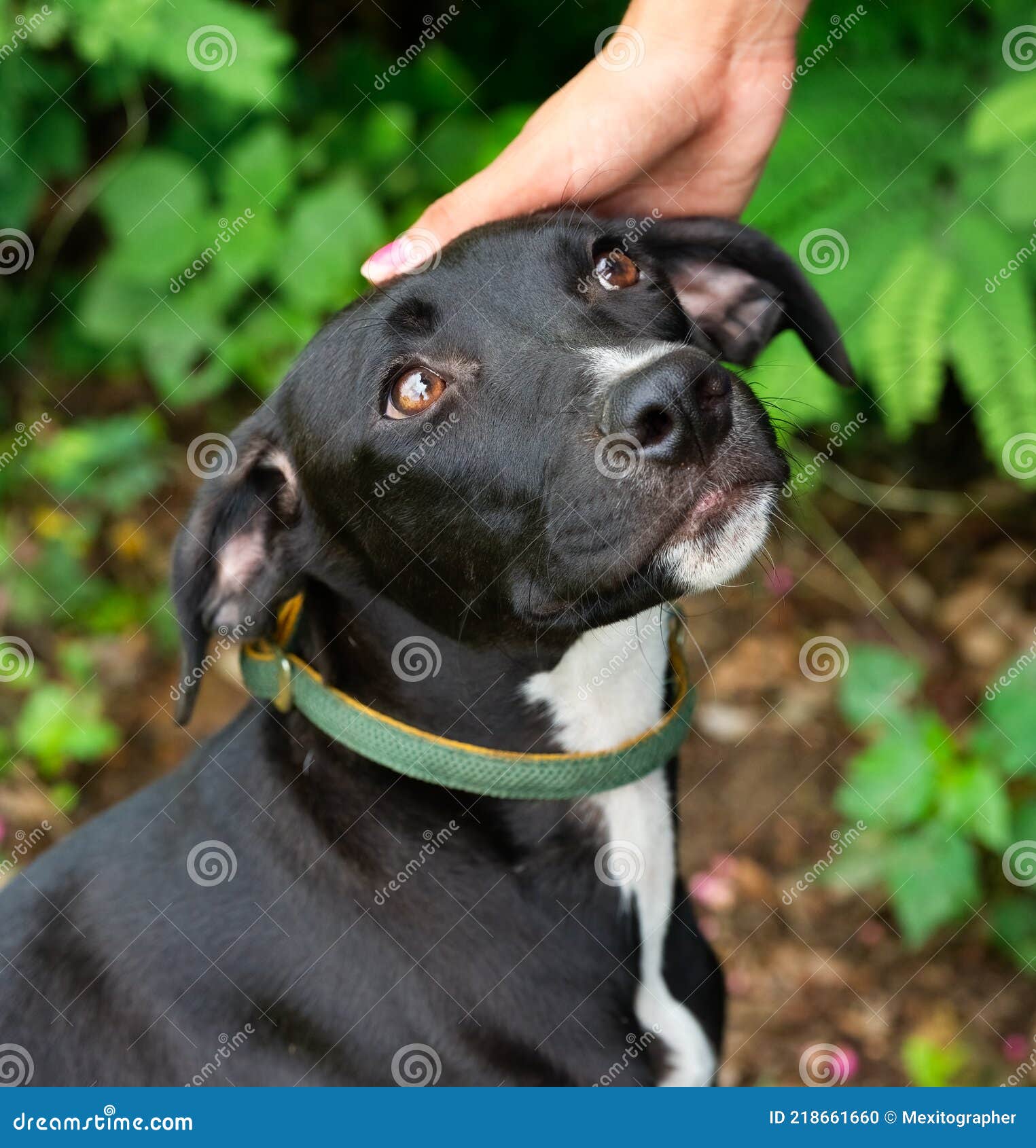 Dog Adoption Affection Petting Vertical Stock Photo - Image of food ...