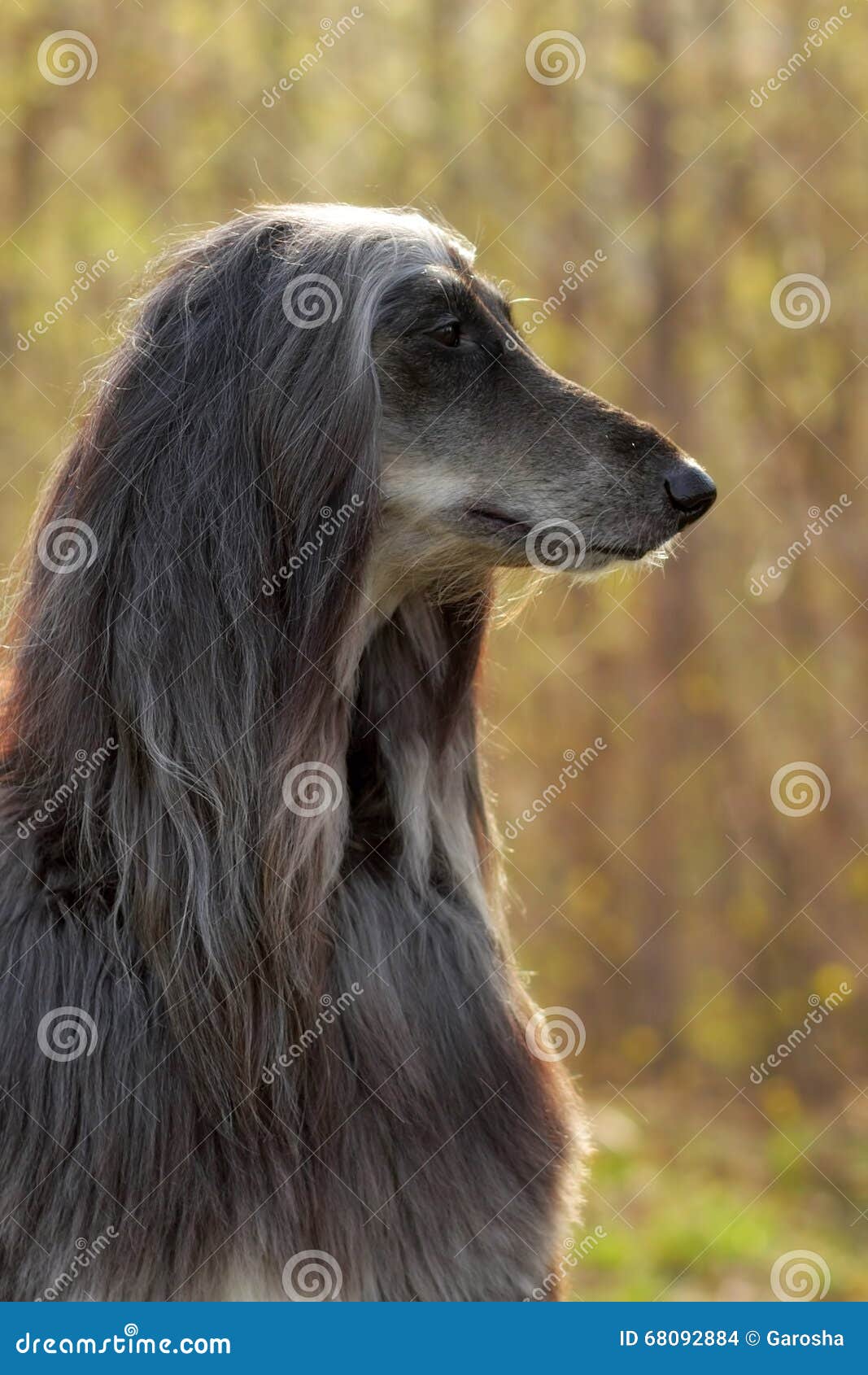 Dog Afghan Hound in Profile Stock Photo - Image of cute, darling: 68092884