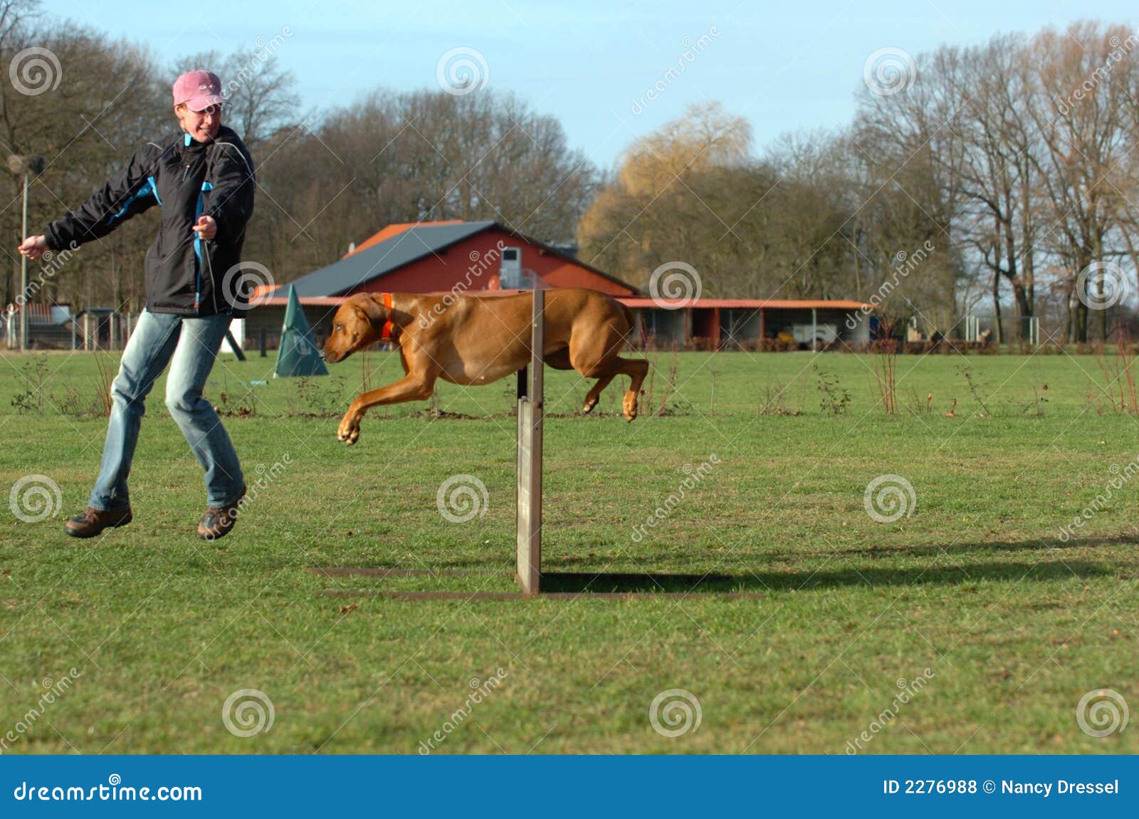 Dingo Jump Stock Photos - Free & Royalty-Free Stock Photos from Dreamstime