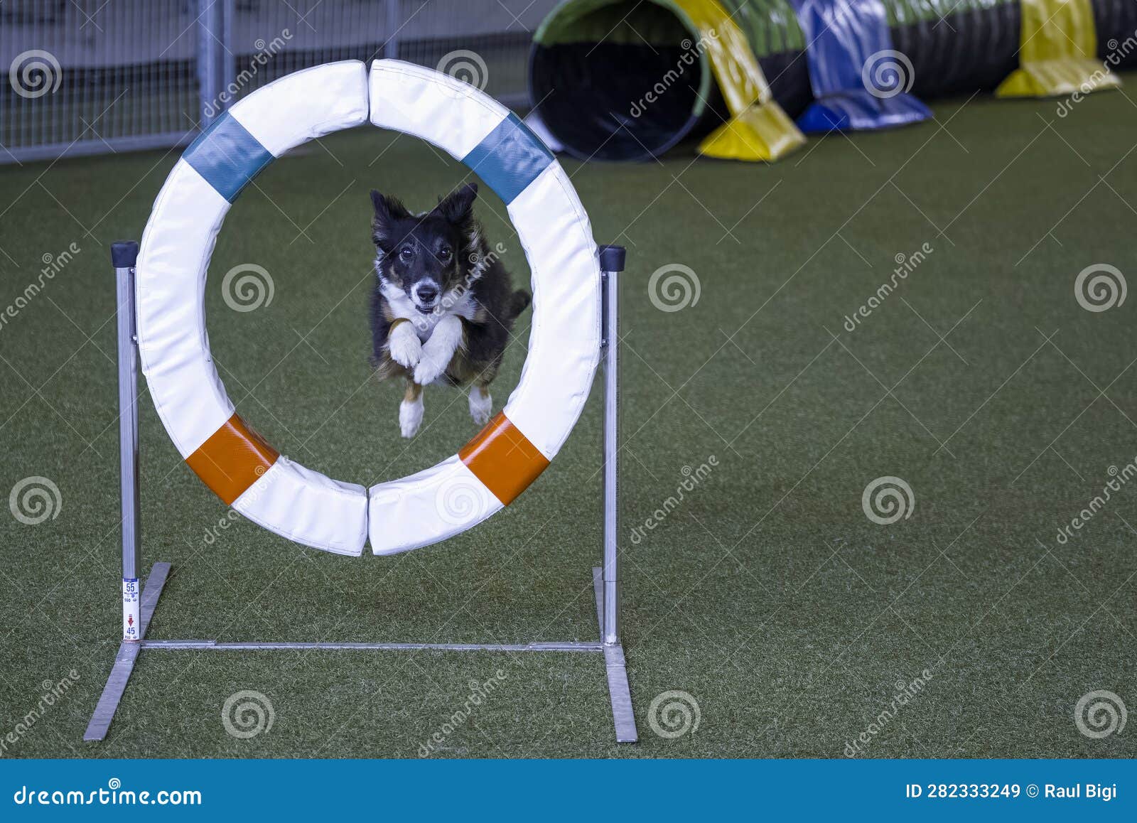 Dog Agility in Action. the Dog is Crossing the Wheel Obstacle Stock ...