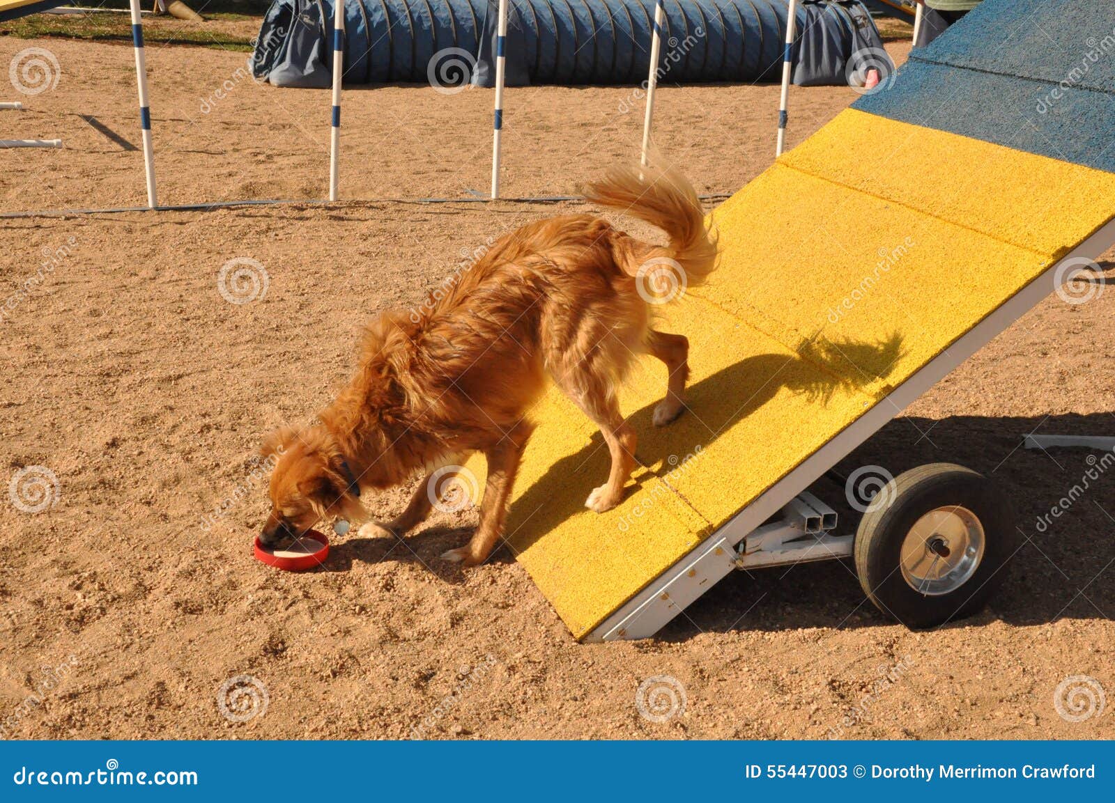 Dog Agility a-frame stock image. Image of mutt, contacts - 55447003