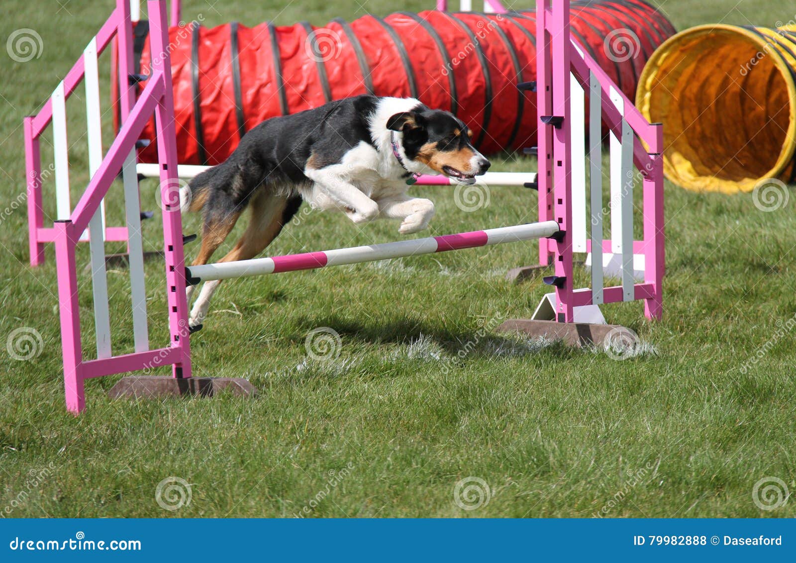 Dog Agility Obstacle Course. Stock Photo - Image of competition ...