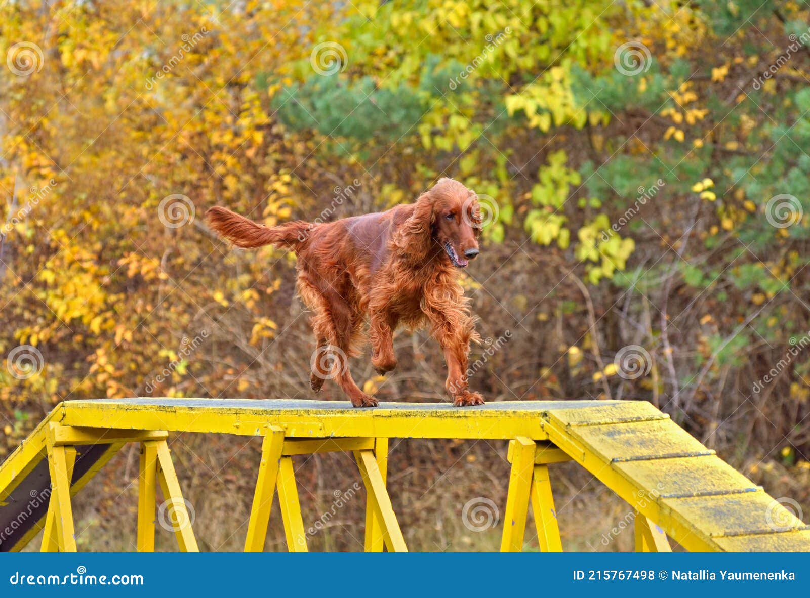 Dog on agility walk way stock photo. Image of sport - 215767498