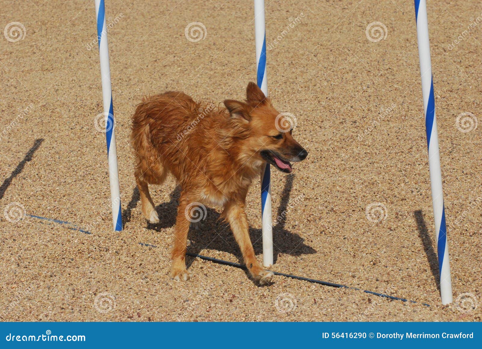 Dog agility: weave poles stock photo. Image of outdoors - 56416290