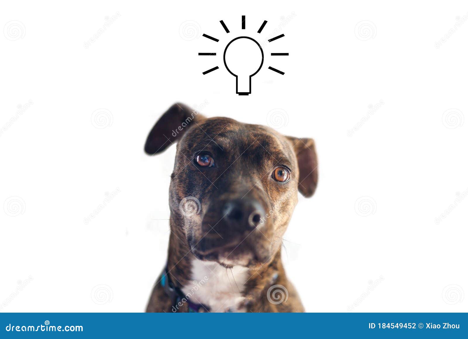 Dog ah-ha moment stock photo. Image of smart, moment - 184549452
