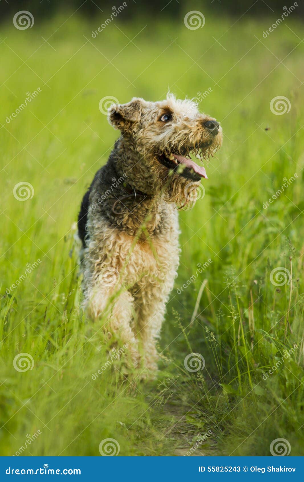 Dog. Airedale. stock image. Image of nature, guard, emerald - 55825243