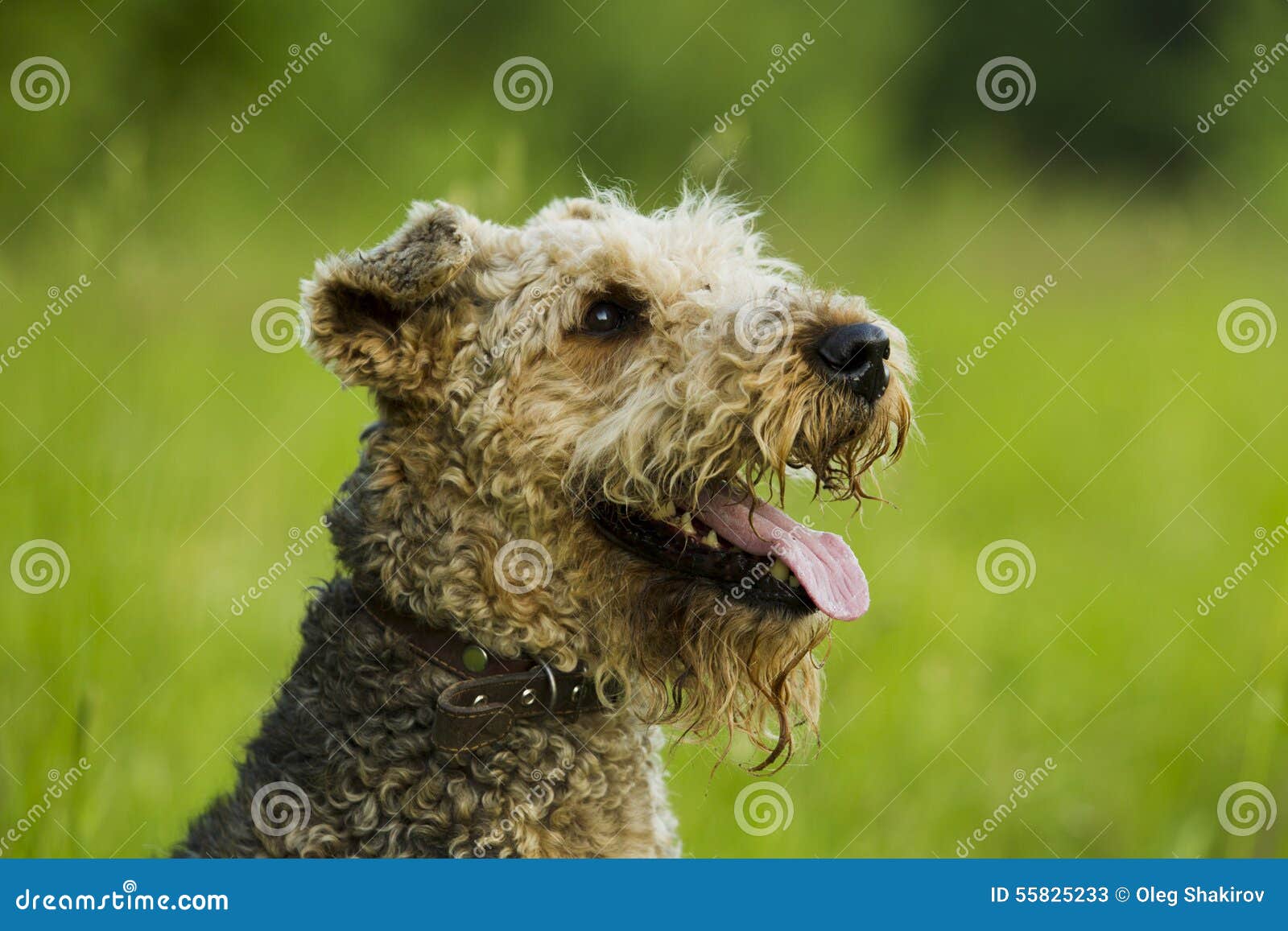 Dog. Airedale. stock image. Image of guard, light, emerald - 55825233