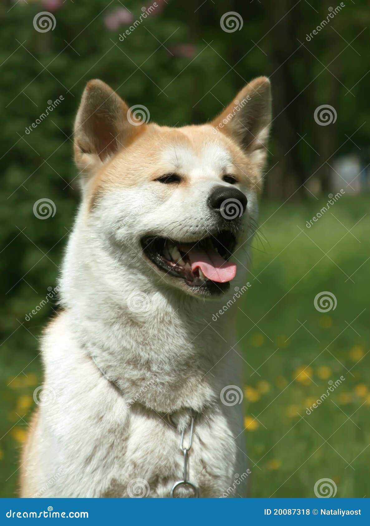 Dog, Akita Inu Sits on a Park Stock Photo - Image of language ...