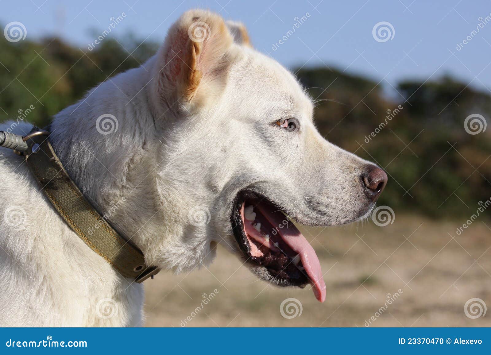Dog alabay stock photo. Image of alabai, nature, pets - 23370470