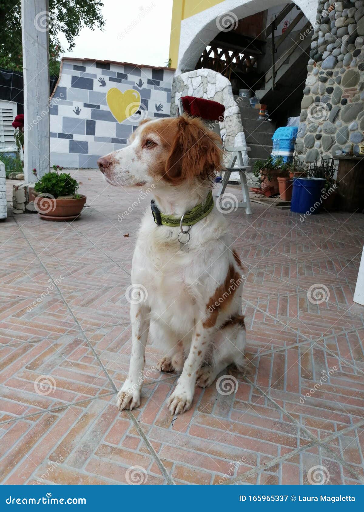 Dog on alert stock image. Image of sweet, love, alert - 165965337