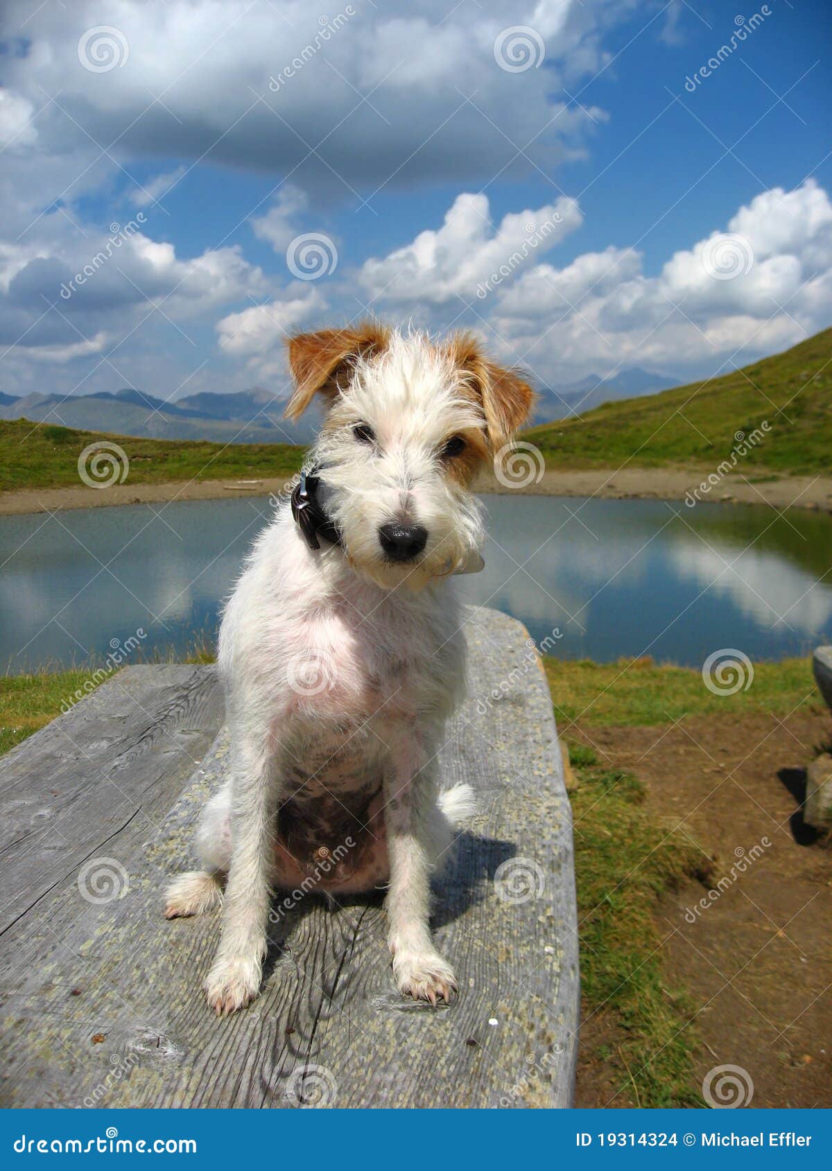 Dog in alpine scenery stock photo. Image of sitting, table - 19314324