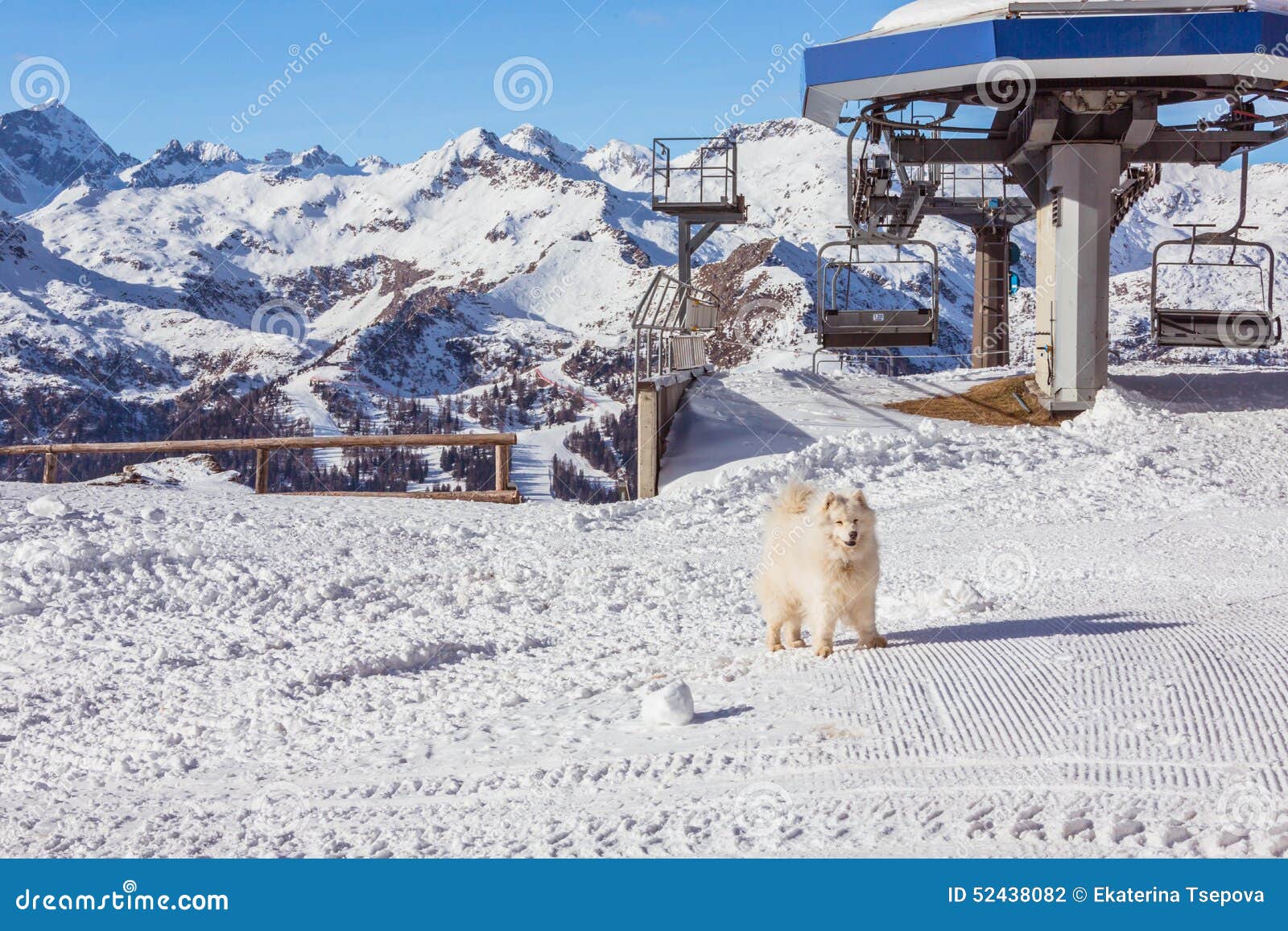 Dog in Alps stock photo. Image of cold, alps, overcast - 52438082