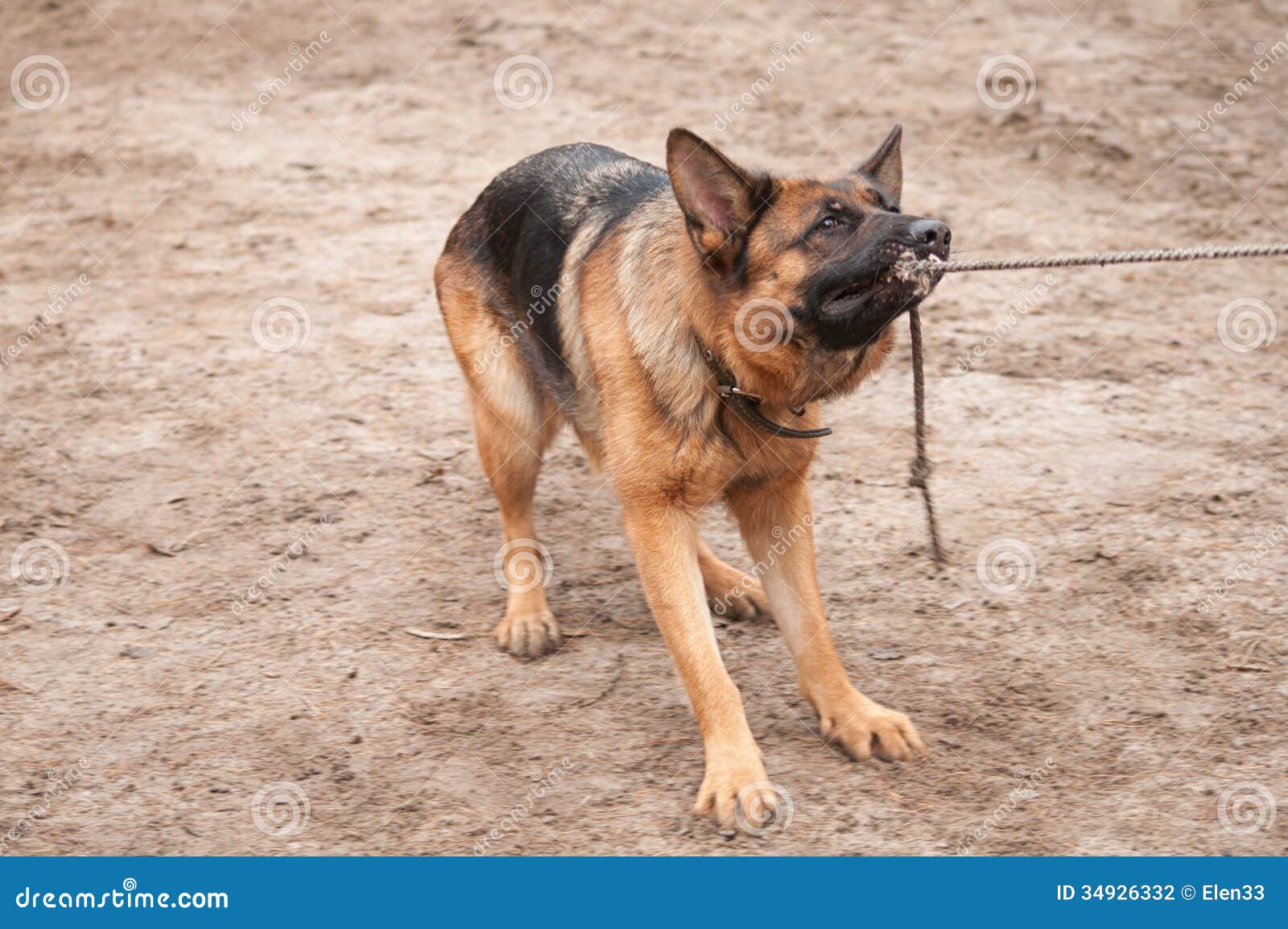 Dog stock photo. Image of sport, obedience, cute, german - 34926332