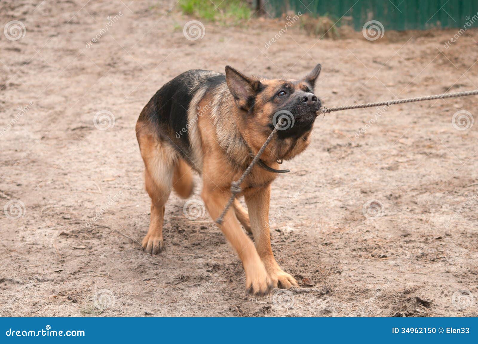 Dog stock photo. Image of cute, training, service, obedience - 34962150