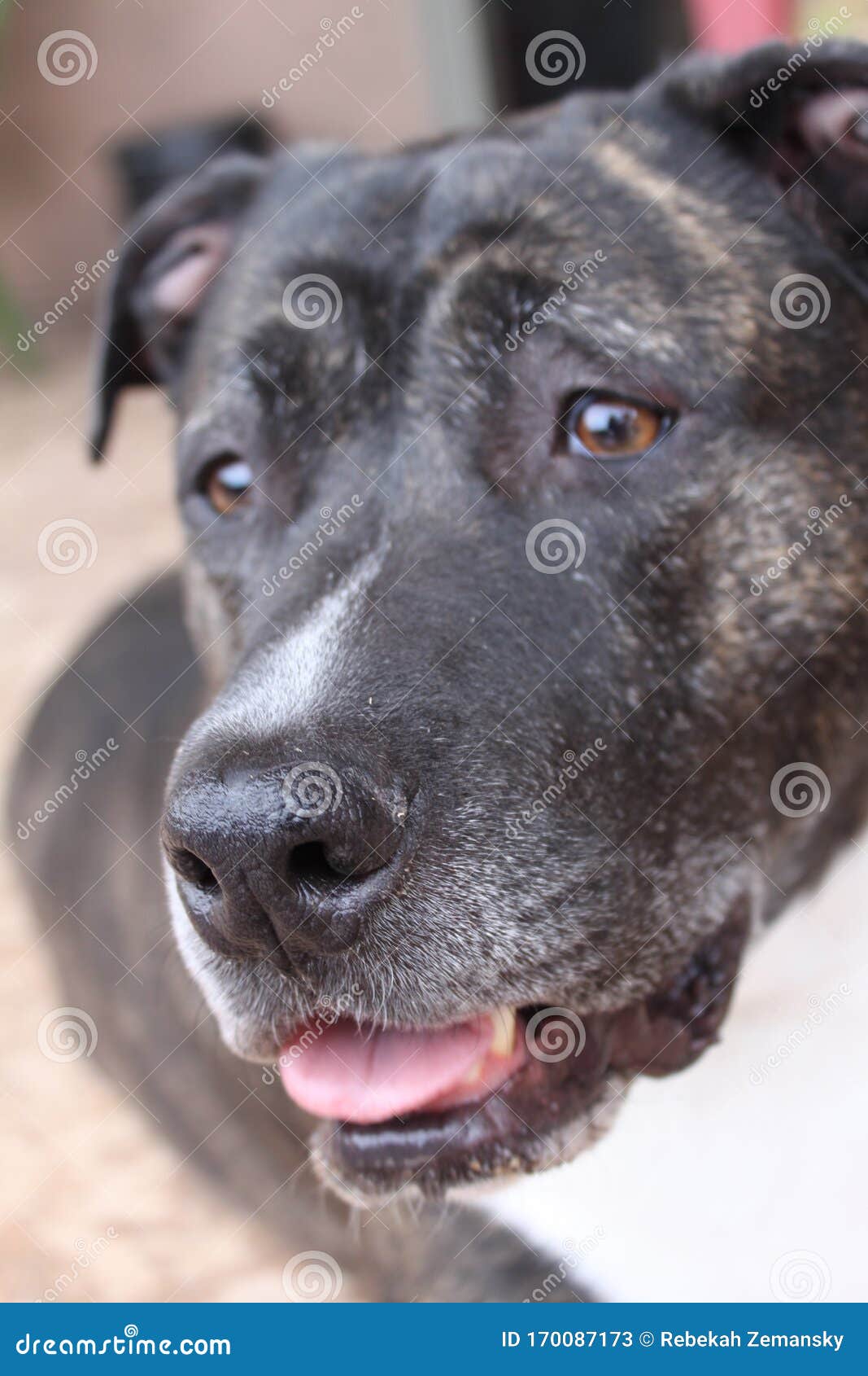 Dog amstaff mix 5370 stock image. Image of friend, canine - 170087173