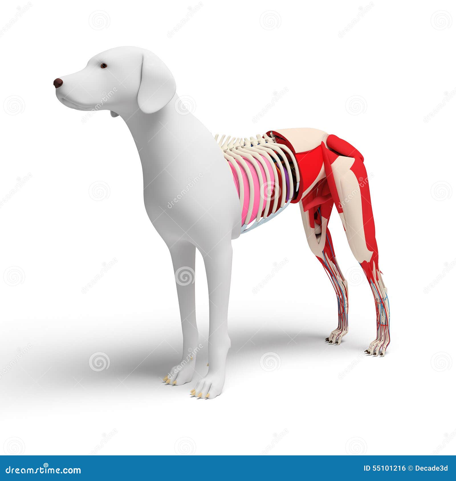 Cross Section Of An Animal Cross Section Eukaryotic Cell Animal Cell