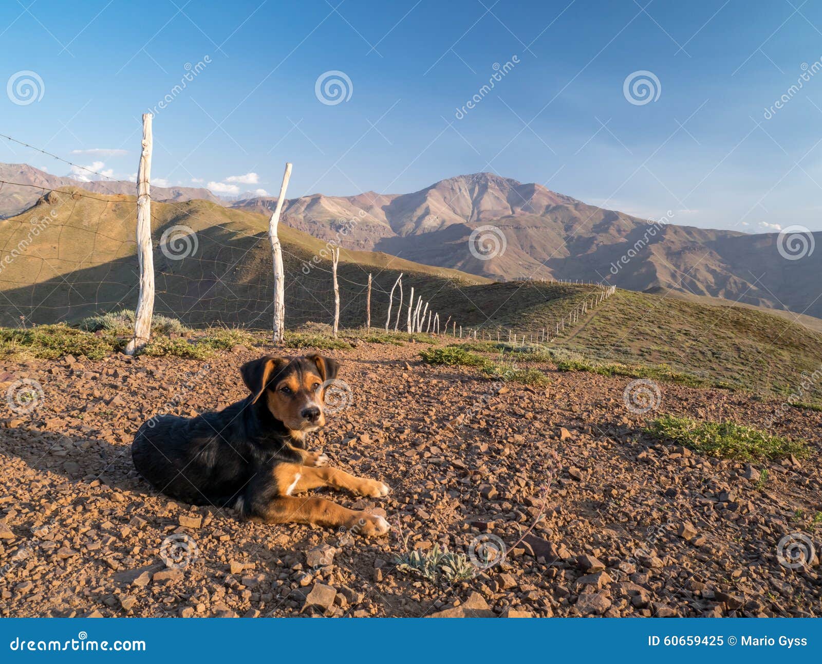 Dog in the Andes stock image. Image of andes, park, mountain - 60659425