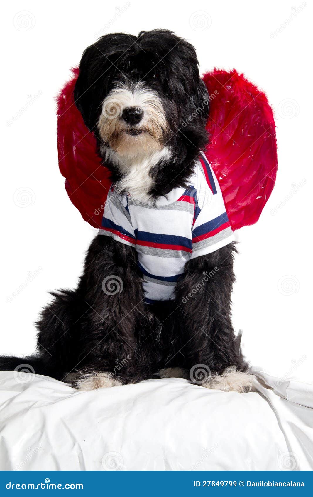 Dog angel stock image. Image of breed, blue, calendar - 27849799