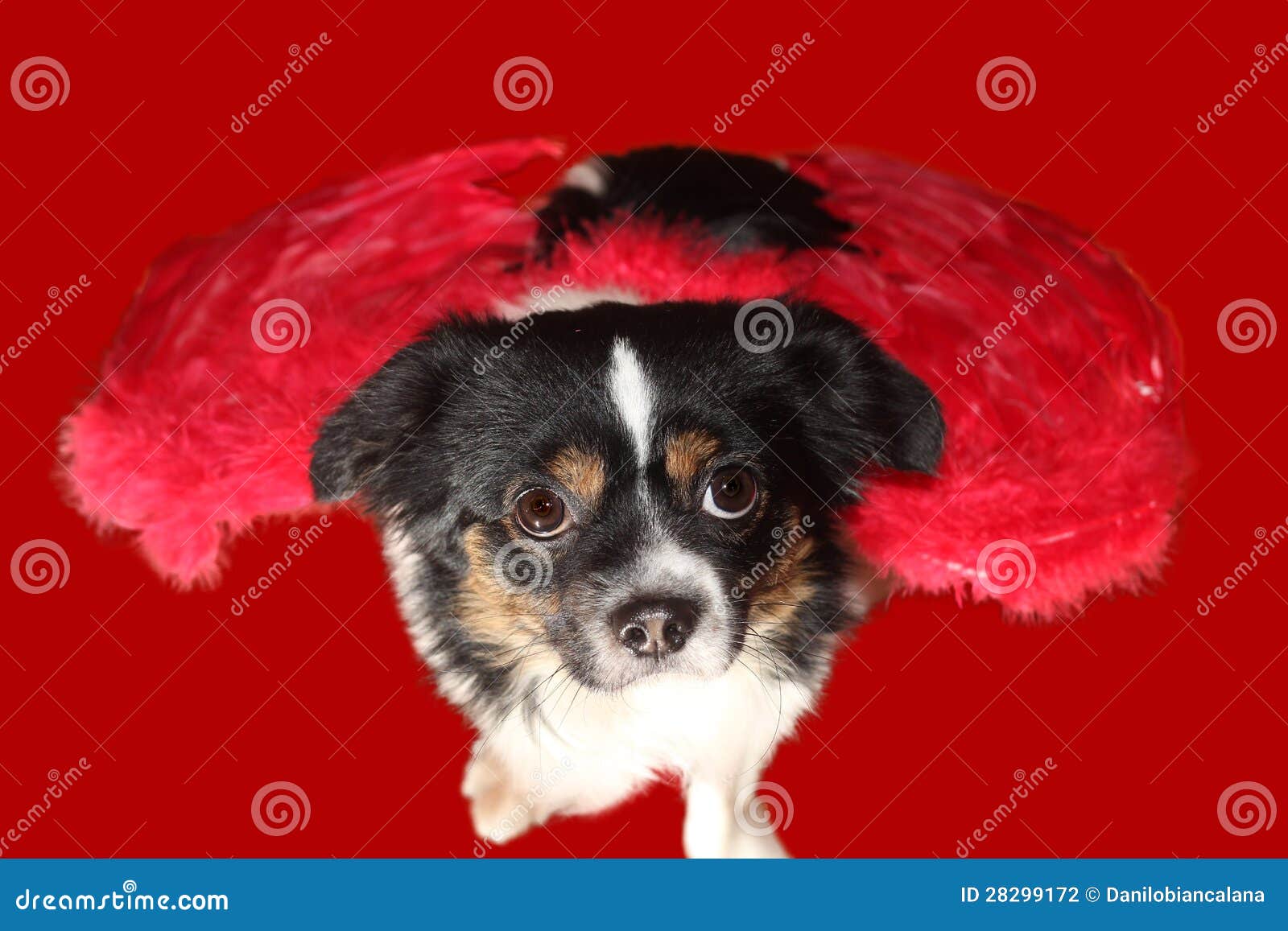 Dog angel stock photo. Image of poodle, docile, curly - 28299172