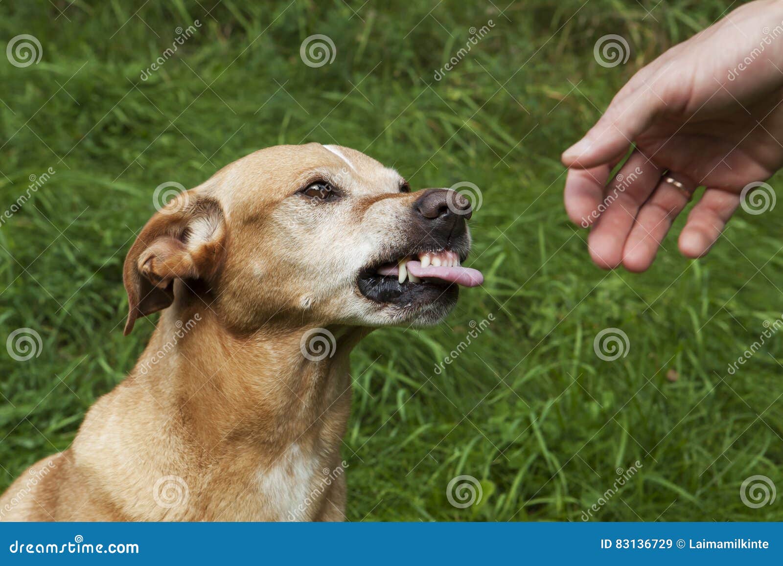 Dog angry at a human hand. stock image. Image of companion - 83136729