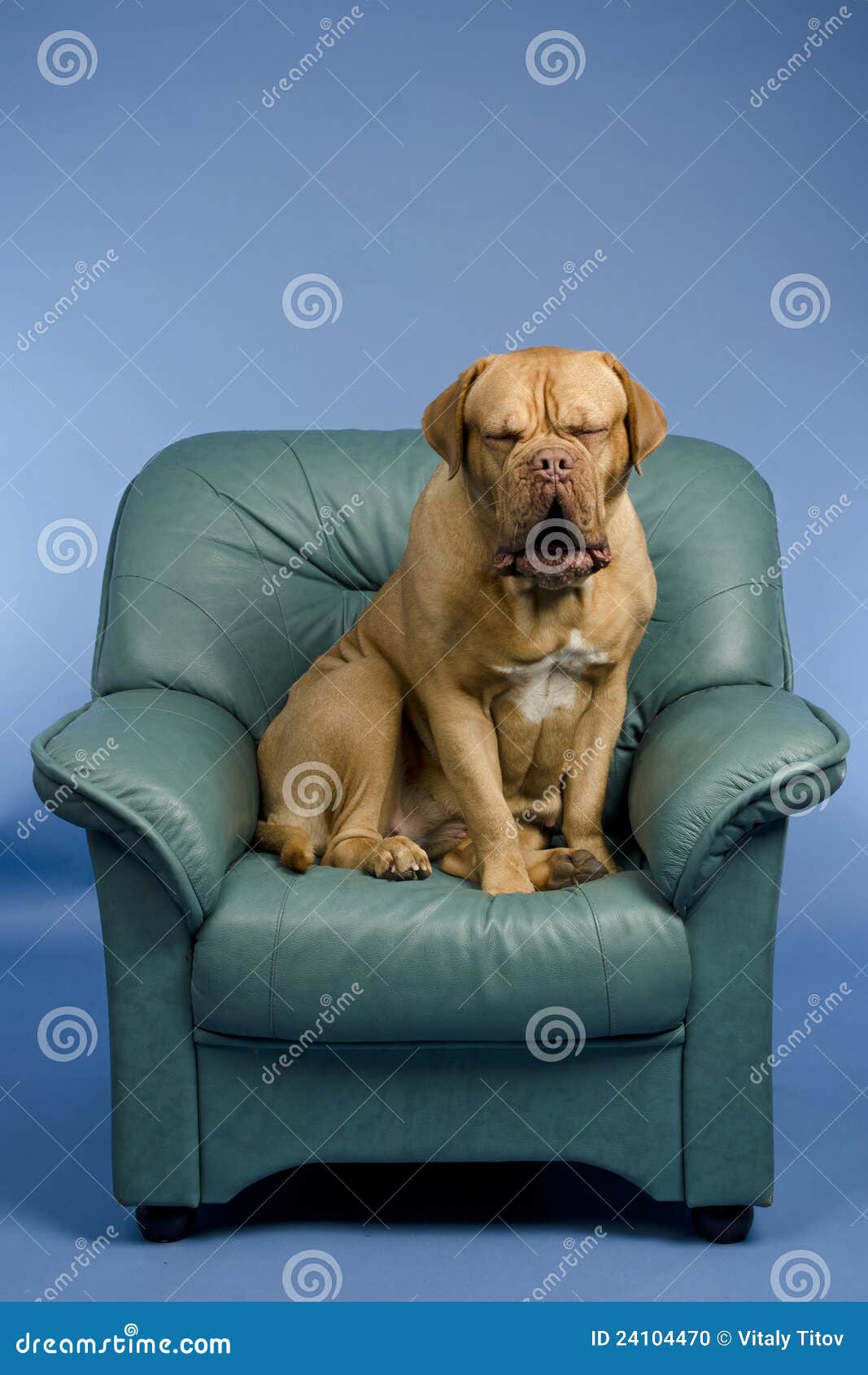 Dog on a arm-chair yawning stock photo. Image of facial - 24104470