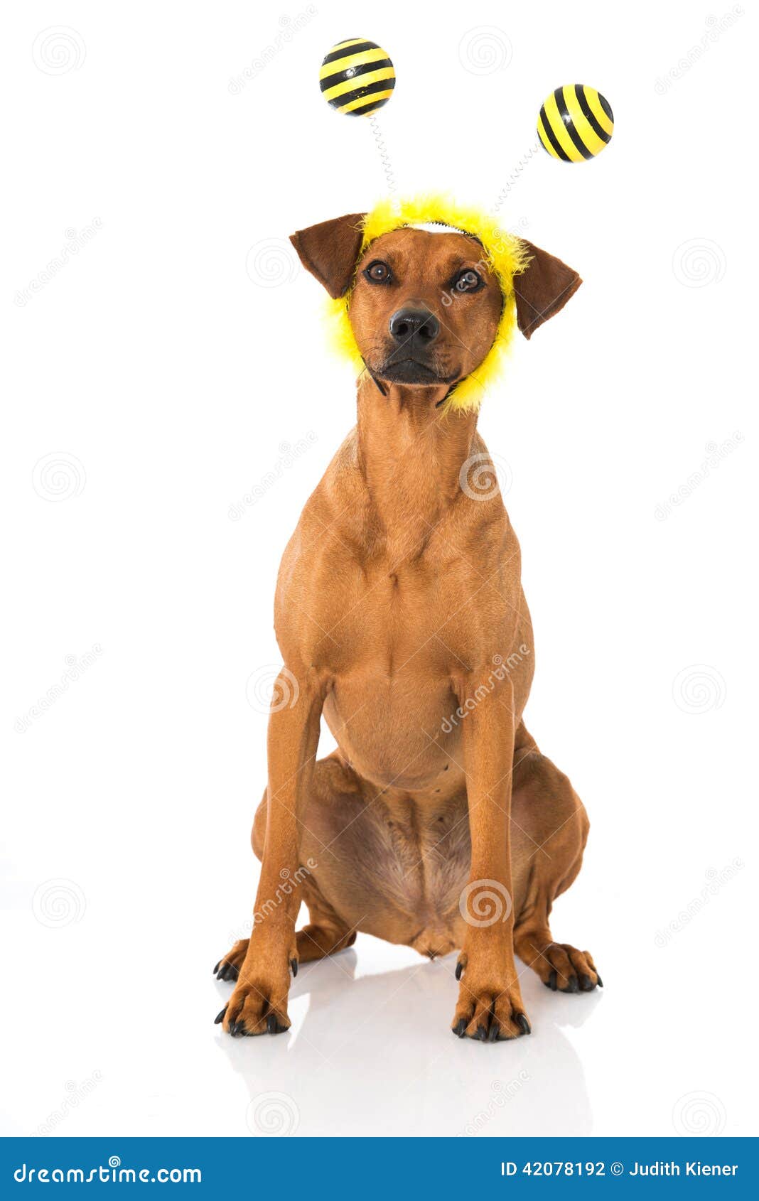 Dog as a bee stock photo. Image of carnival, white, german - 42078192