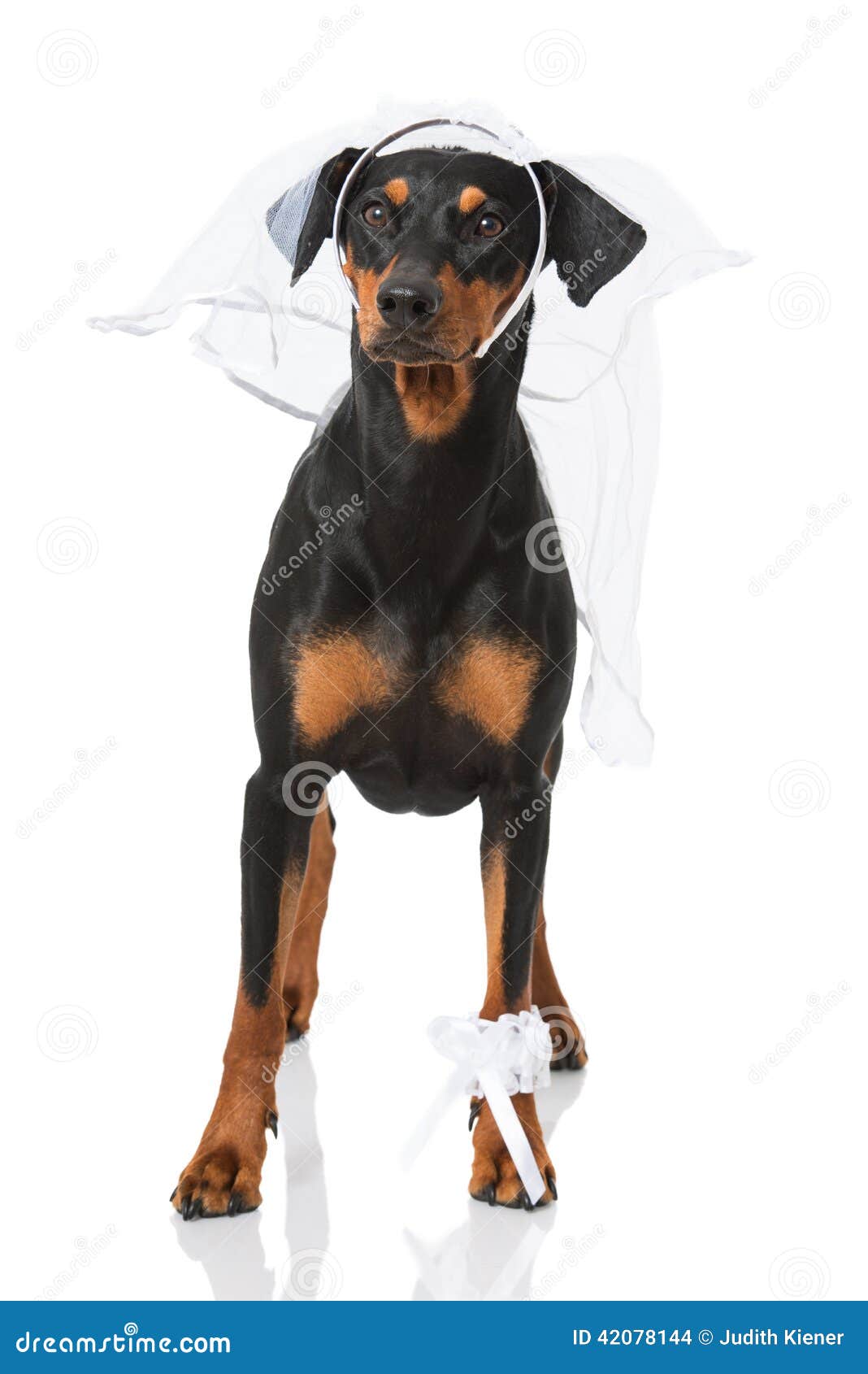 Dog as a bride stock photo. Image of garter, love, bride - 42078144
