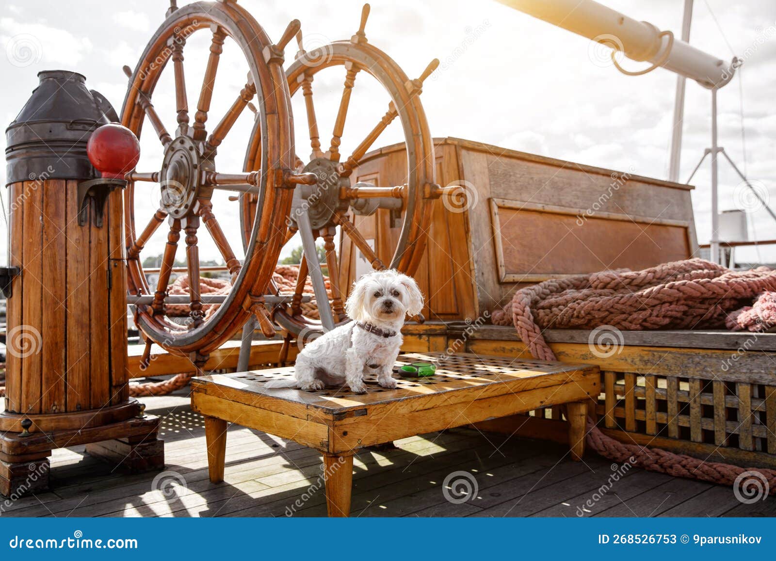 Dog As a Captain on a Sail Ship Wooden Deck. Stock Image - Image of ...