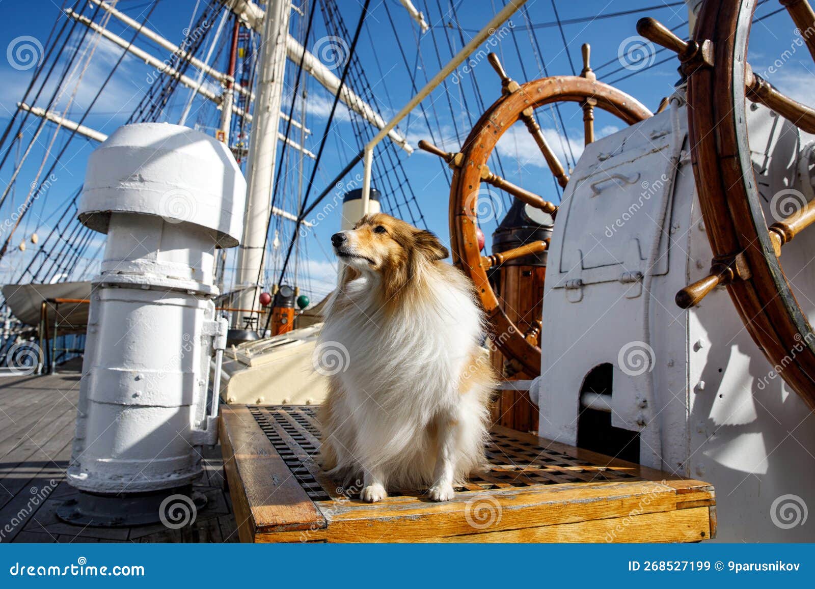 Dog As a Captain on a Sail Ship Wooden Deck. Stock Image - Image of ...