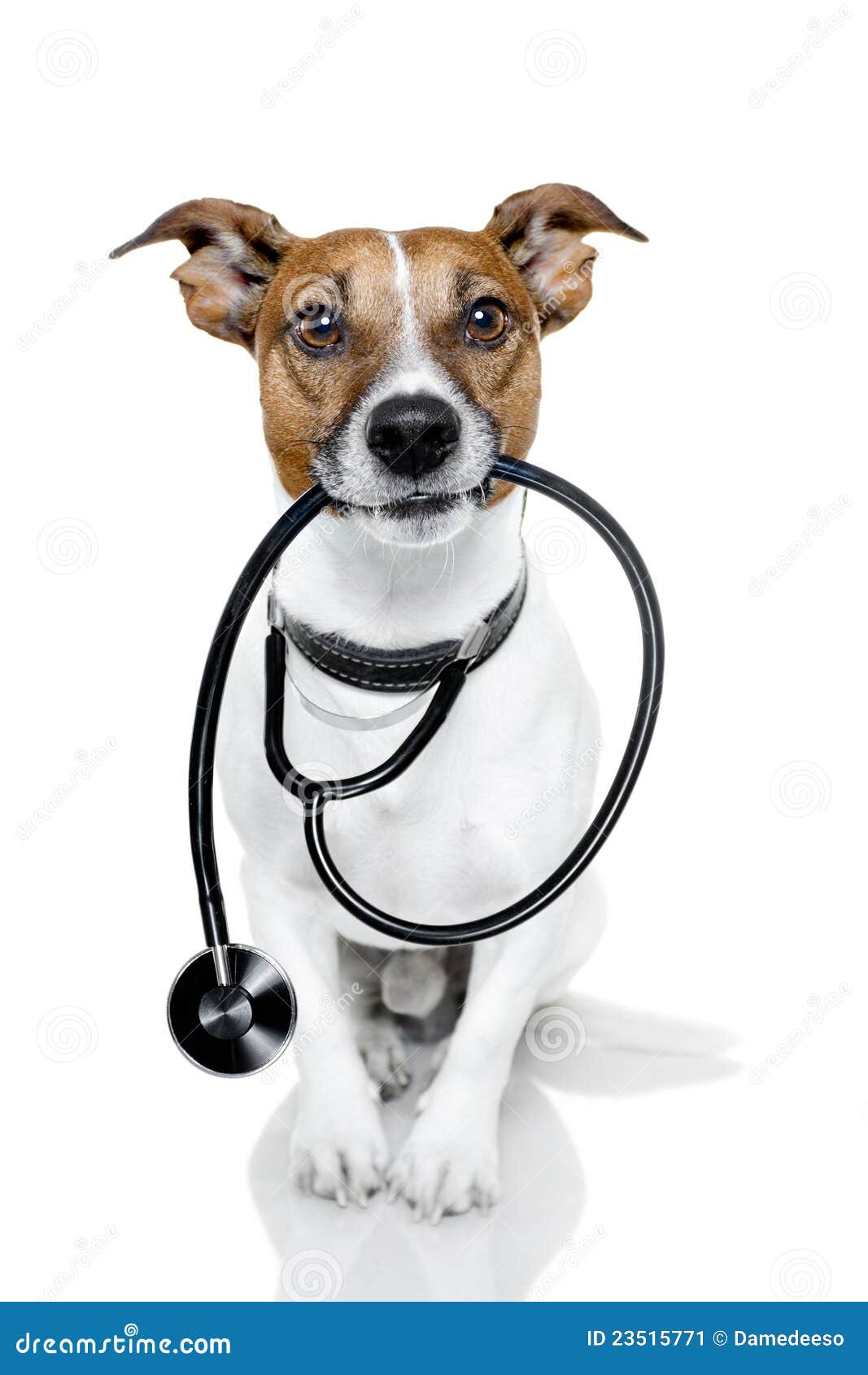 Dog as a nurse stock image. Image of russell, look, pretty - 23515771
