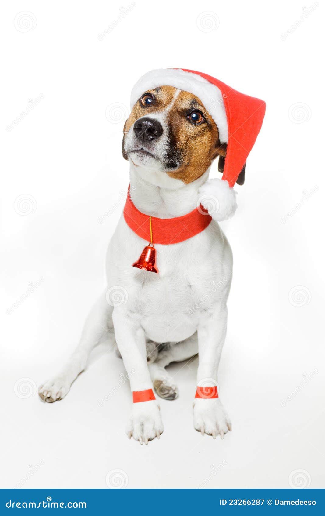 Dog as santa stock image. Image of coverings, winter - 23266287
