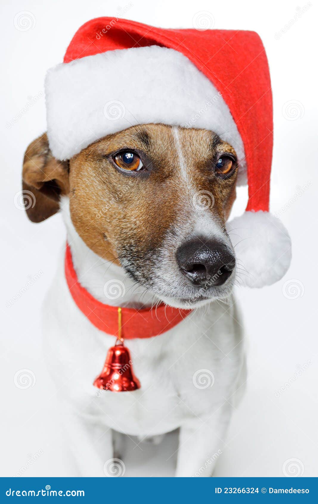 Dog as santa stock photo. Image of decoration, white - 23266324