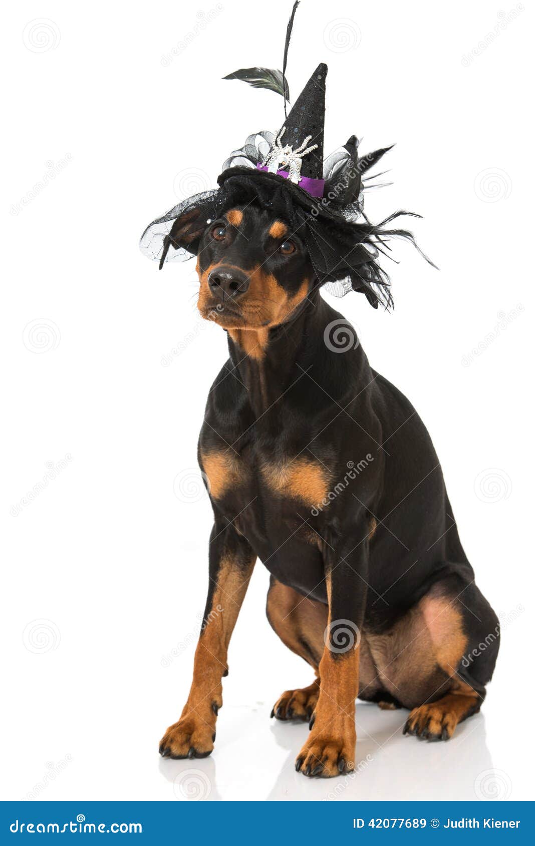 Dog as a witch stock image. Image of isolated, costume - 42077689