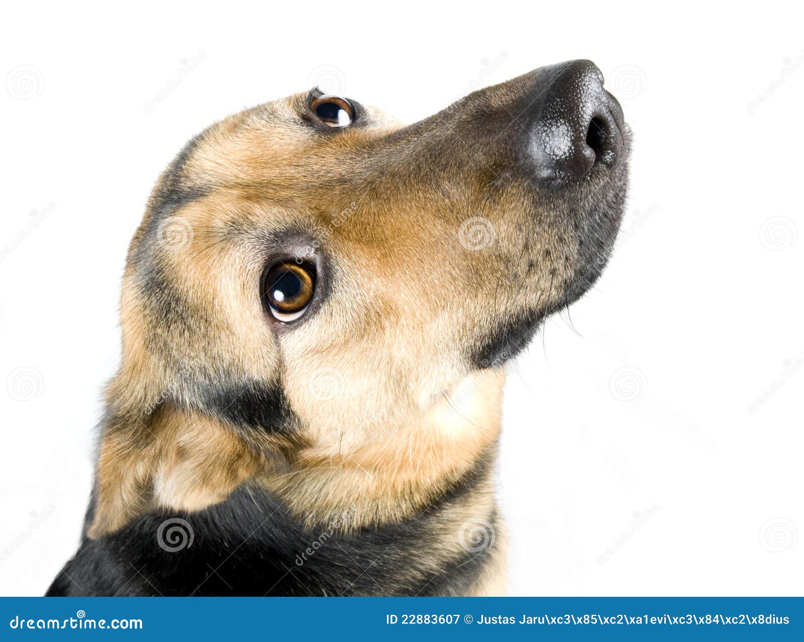 Dog asking stock image. Image of side, looking, pedigree - 22883607