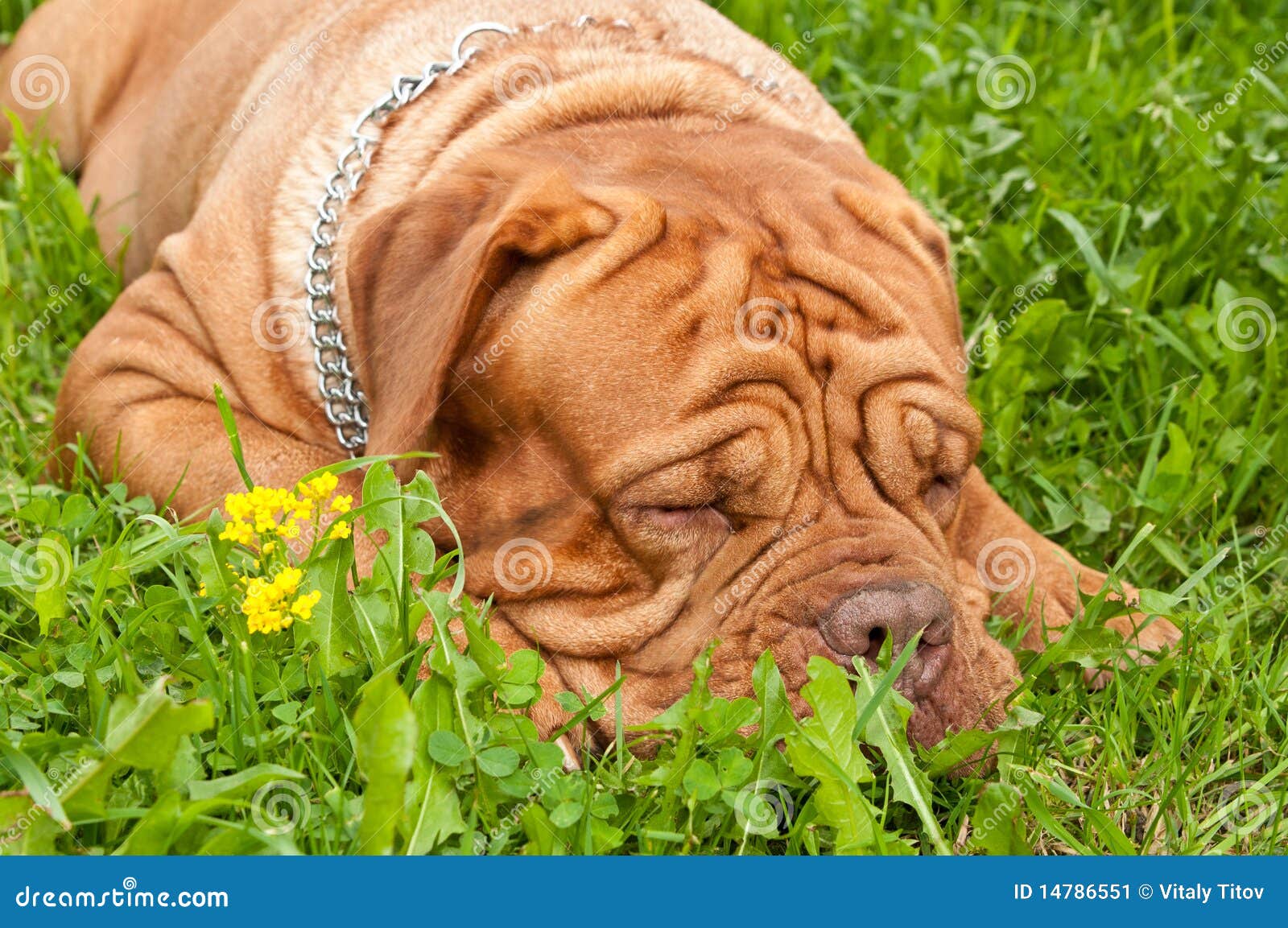 Dog asleep stock image. Image of relax, hound, adorable - 14786551