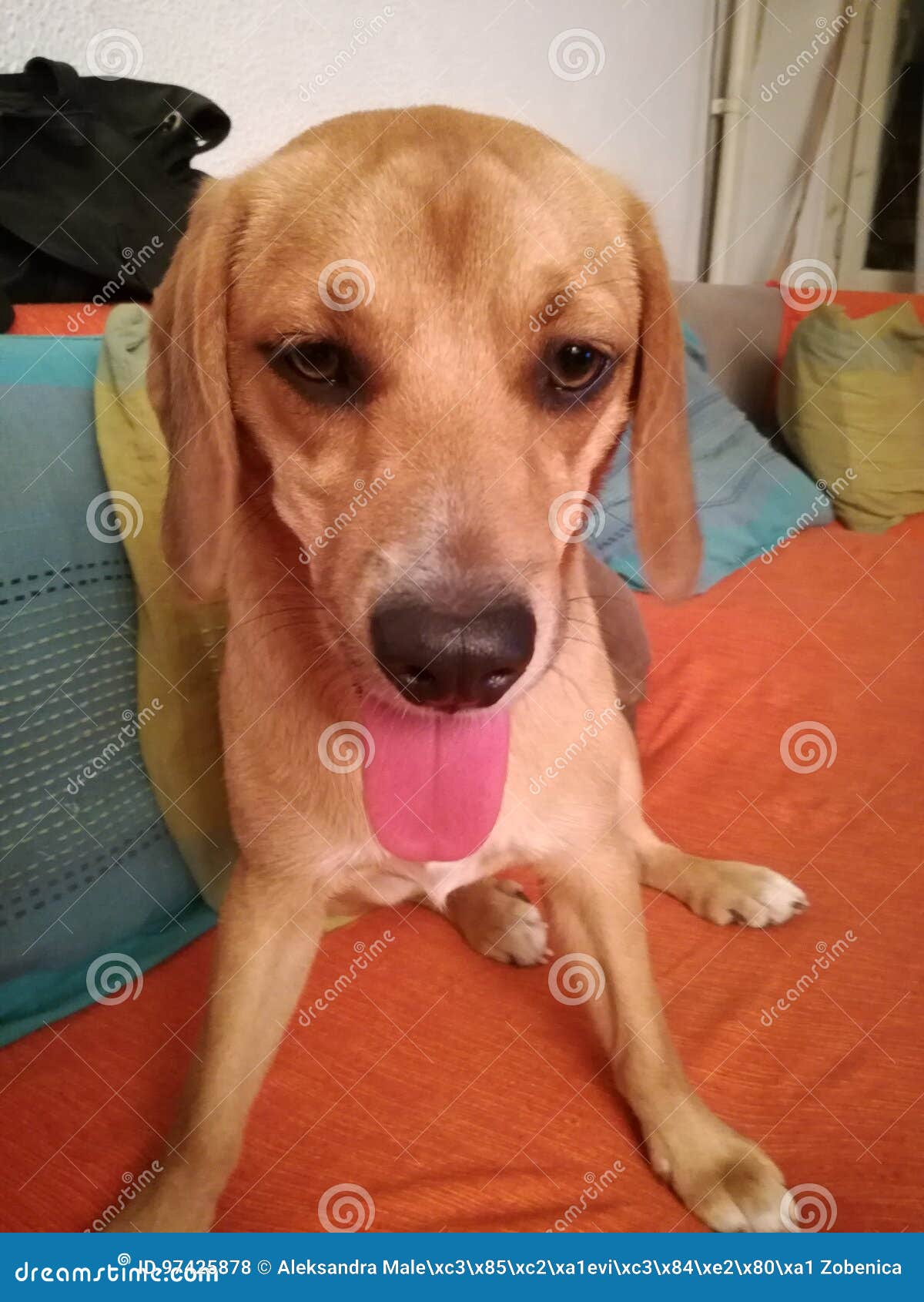 Dog Astra stock photo. Image of tongue, astra - 97425878