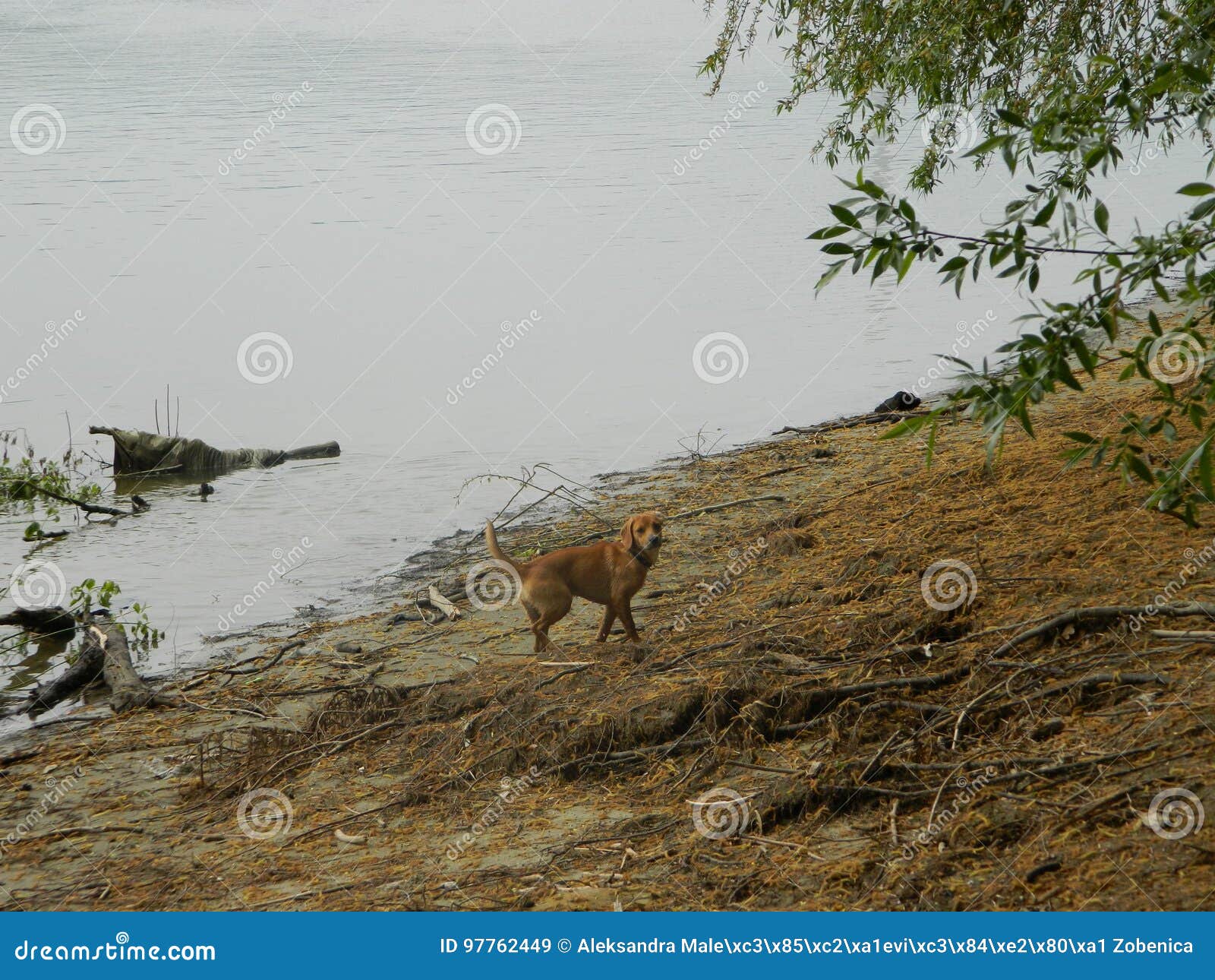 Dog Astra 7 stock image. Image of forest, astra, sand - 97762449