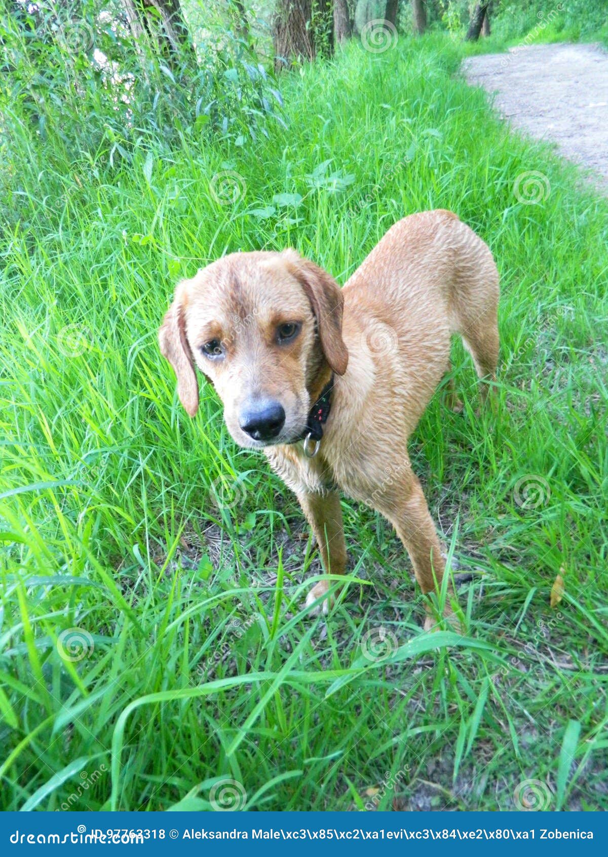 Dog Astra 2 stock photo. Image of astra, nature, grass - 97763318