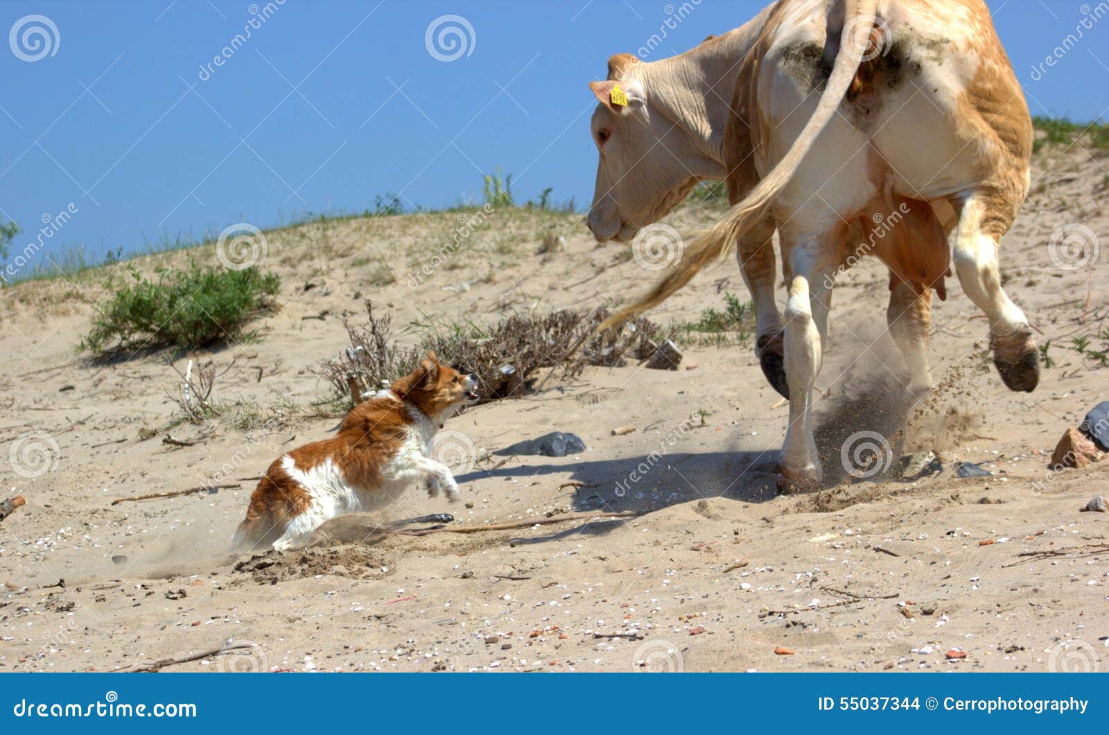Dog attacks a cow stock photo. Image of farming, calf - 55037344